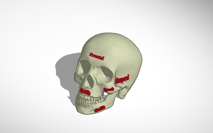 3D design Label Skull - Tinkercad