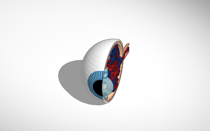 3D design Eye Cross-Section - Tinkercad