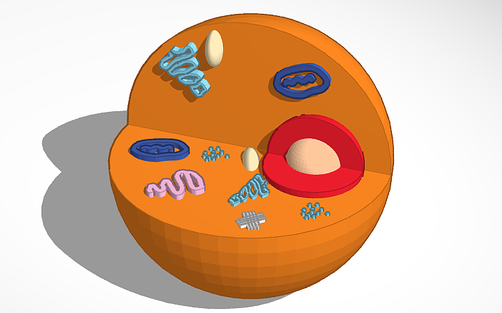 3D design Animal cell - Tinkercad