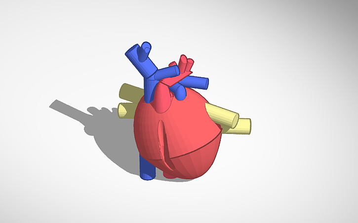 3D design Human heart - Tinkercad