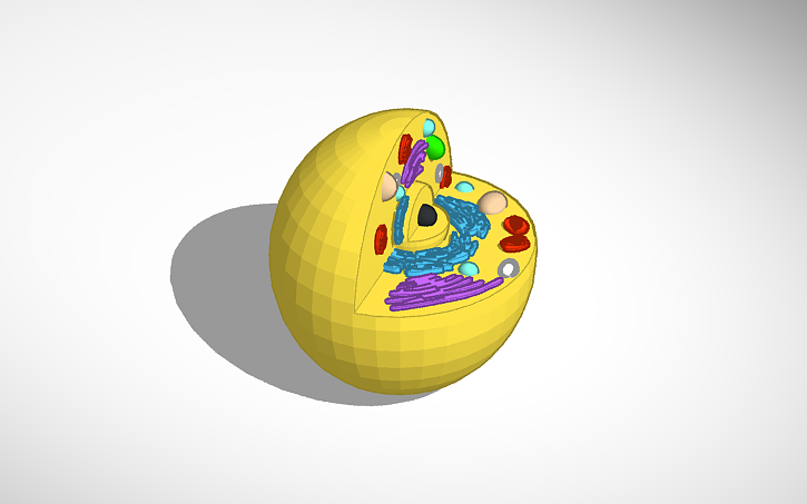 3D design animal cell | Tinkercad