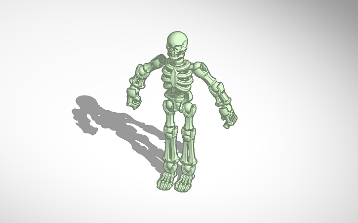 3D design Human Skeleton | Tinkercad