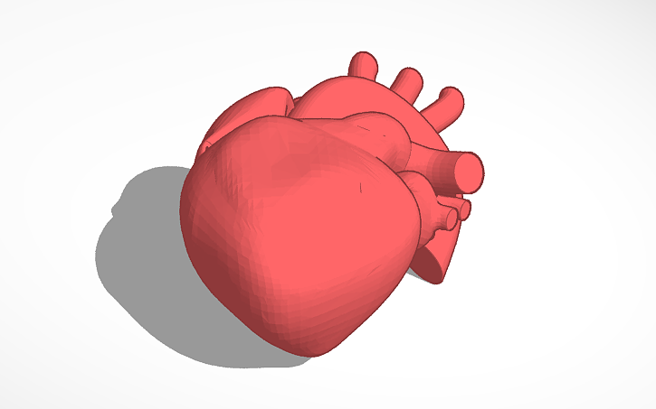 3D design Human Heart 3d Model - Tinkercad