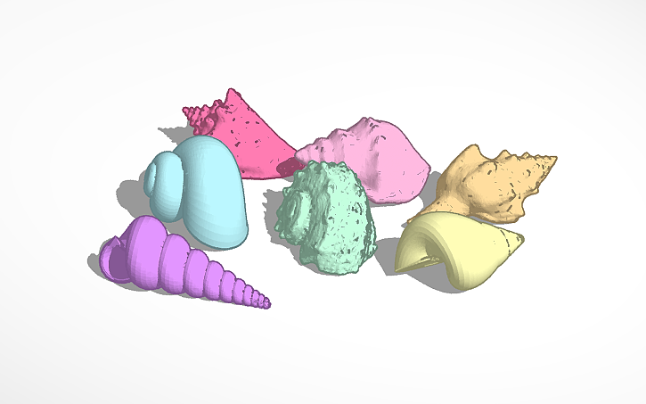3D design Copy of Seashells - Tinkercad