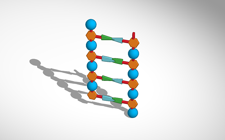 3D design DNA model - Tinkercad