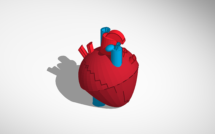 3D design HUMAN HEART - Tinkercad