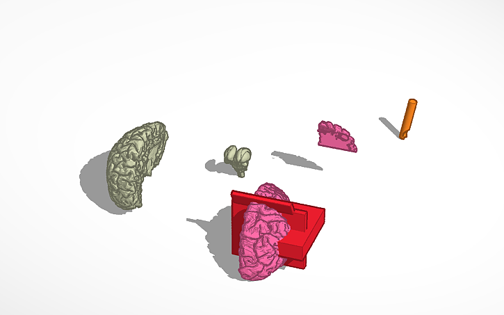 3d Design Brain Art Project Tinkercad