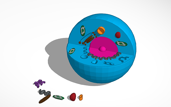 3D design basic cell design | Tinkercad
