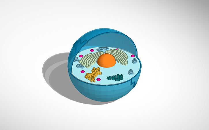 3D design Cellula - Tinkercad