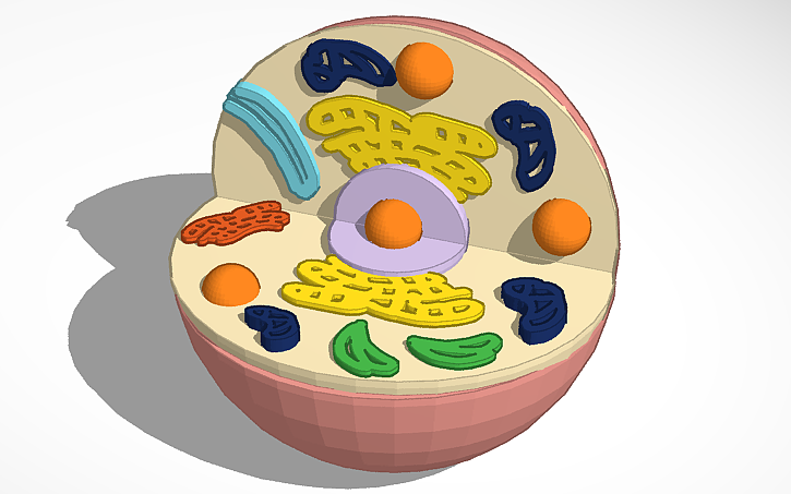 3D design celula animal Acevedo y Manolizi 2°A | Tinkercad