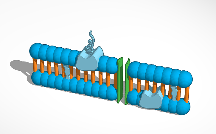 3D design Cell Membrane Project | Tinkercad