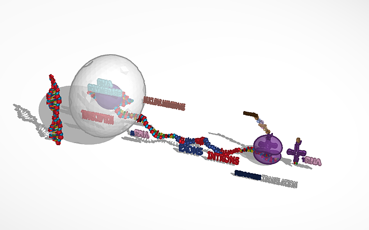 3D design BIOLOGY assignment | Tinkercad