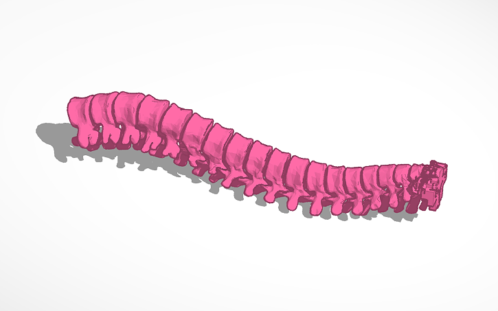 3D design Anatomy Spine #ProjectPlastic - Tinkercad