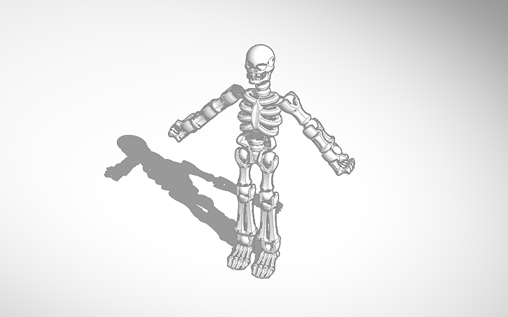 3D design Human Skeleton | Tinkercad