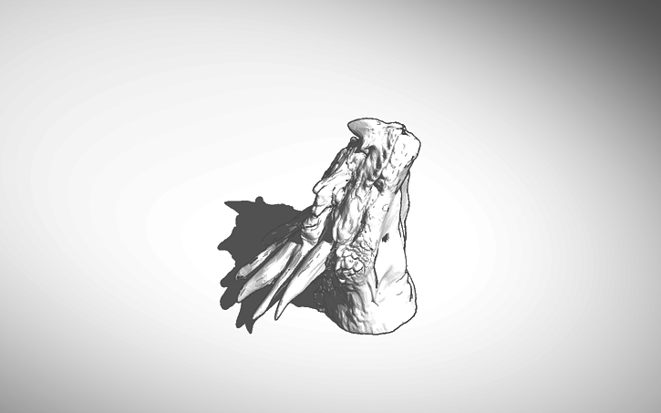 3D design deadly nadder - Tinkercad