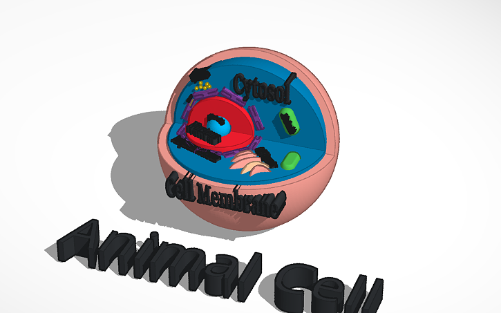 3D design Animal Cell Model - Tinkercad