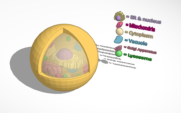3D design Selena S - Cell TinkerCad Proj. - Science Block 6 Caraher ...