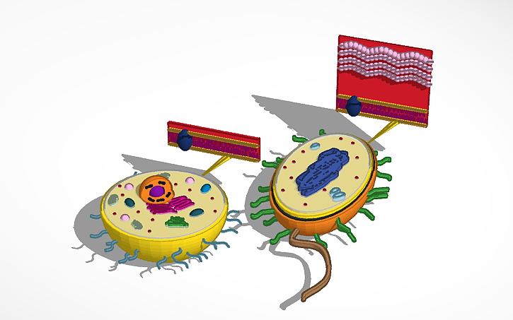 3D design Biotech Cell Models - Tinkercad