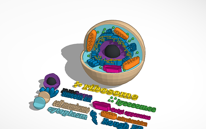 3D design Cell of animal - Tinkercad