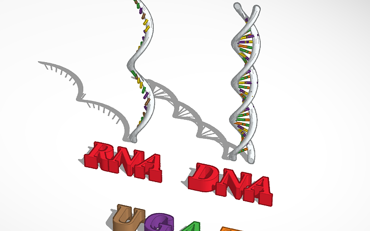 3D design DNA and RNA Models - Tinkercad