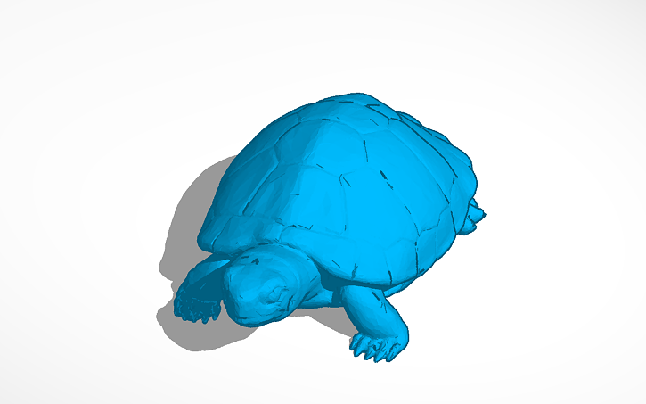 3D design squirtle - Tinkercad