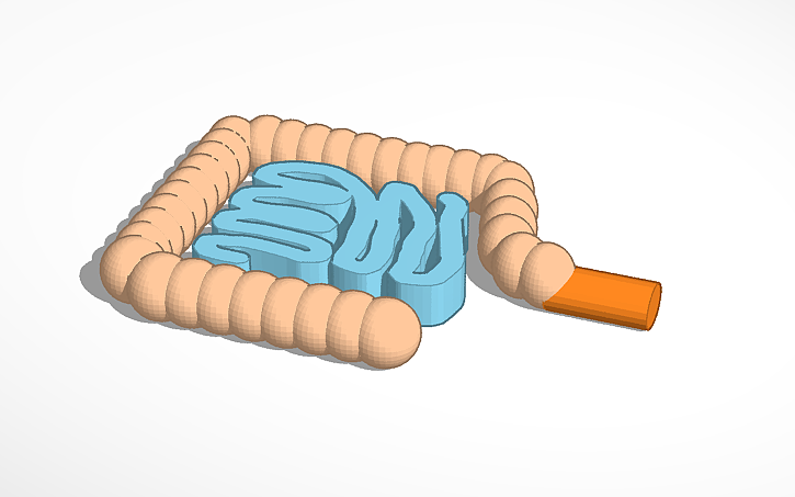 3D design Intestines - Tinkercad