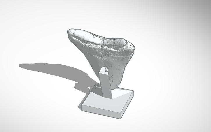 3D design Shark Tooth - Tinkercad