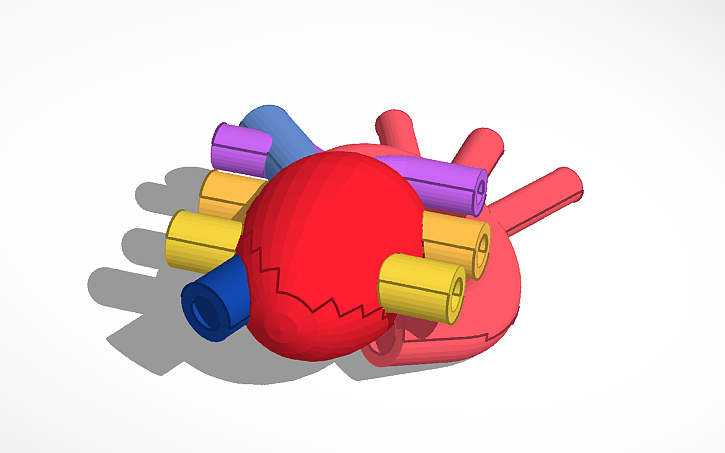 3D design Human Heart - Tinkercad