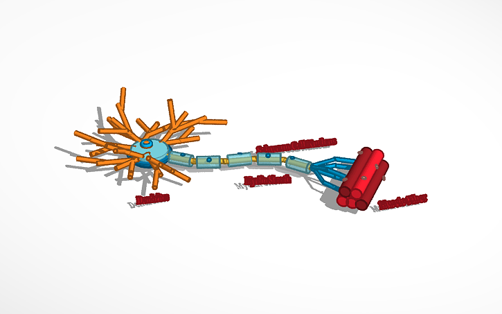 3D design Motor Neuron - Tinkercad