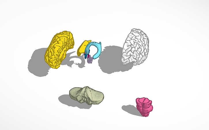 3D design Virtual Brain Dissection Model - Tinkercad