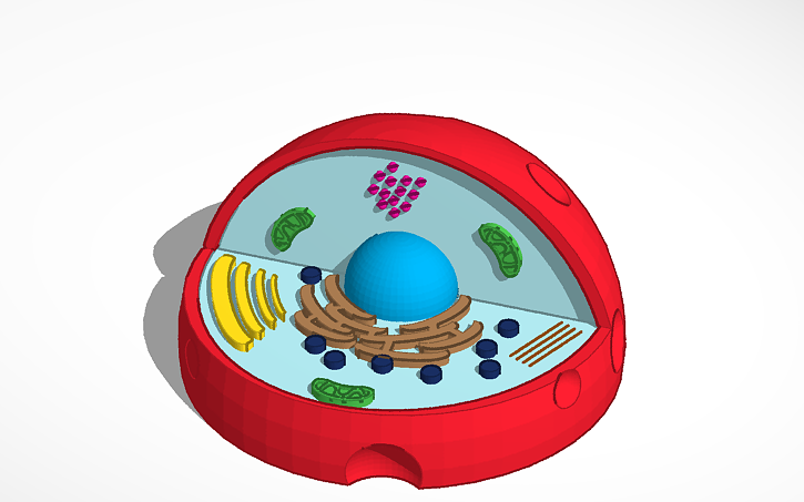 3D design animal cell | Tinkercad