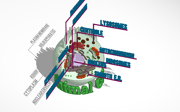 3D design Animal Cell - Tinkercad