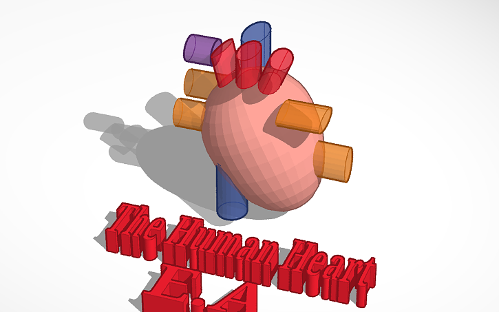 3D design The Human Heart - Tinkercad
