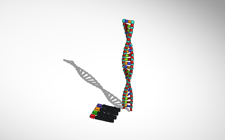 3D design Model of DNA for Bio - Tinkercad