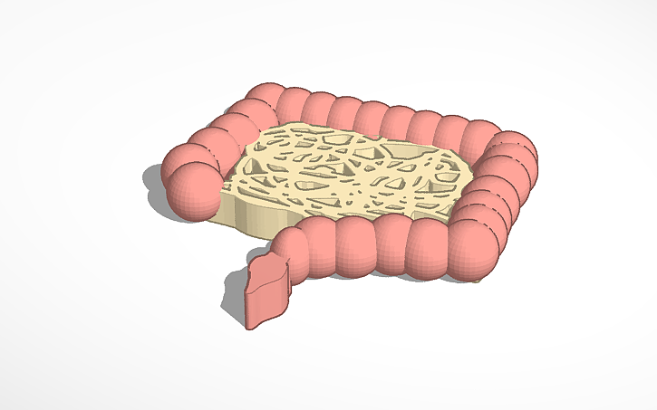 3D design Large Intestine and Small Intestine Model - Tinkercad