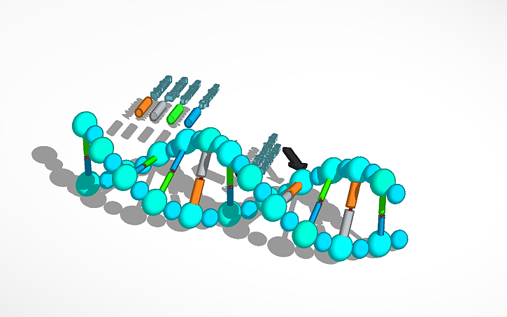 3D design Jayden Georgis - DNA Double Helix - Tinkercad