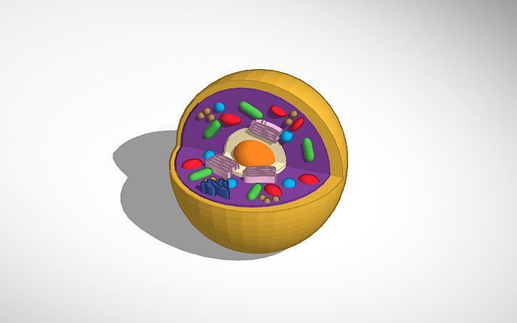 3D design Animal Cell - Tinkercad