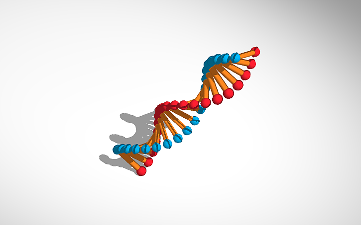 3D design ADN - Tinkercad