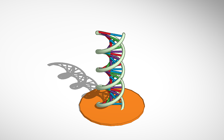 3D design dna cord - Tinkercad