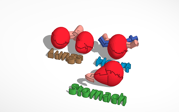 3D design Organs of the Human Body - Tinkercad