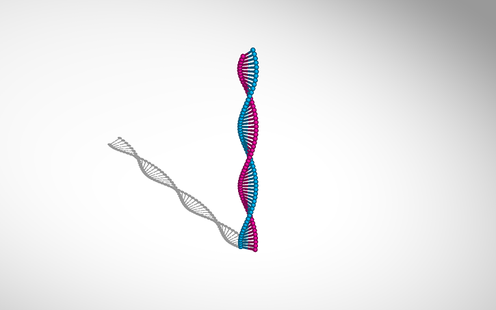 3D design DNA | Tinkercad