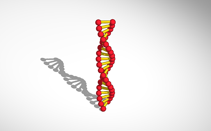 3D design DNA Modeli - Tinkercad