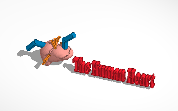 3D design human heart - Tinkercad