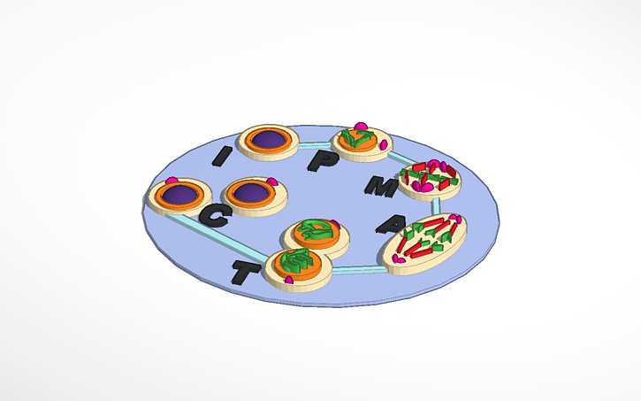 3D design Mitosis - Tinkercad