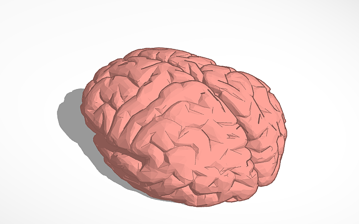 3D design brain - Tinkercad