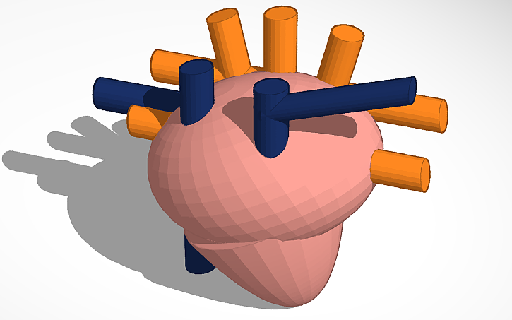 3D design Human Heart - Tinkercad