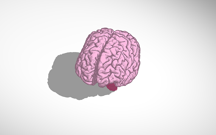 3D design Copy of Brain Model - Tinkercad