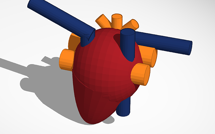 3D design human heart - Tinkercad