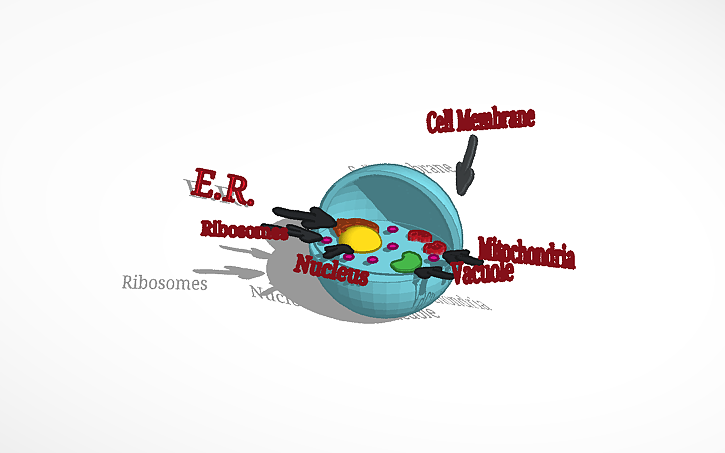 3D design Animal Cell Model with Labels - Tinkercad