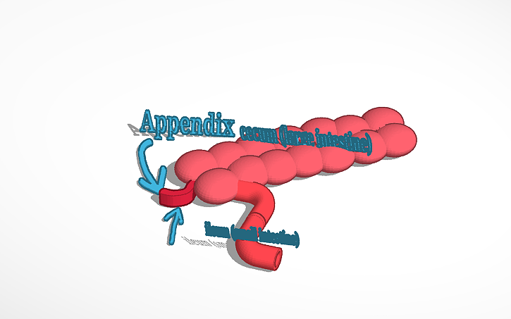 3D design The Appendix/Vestigial | Tinkercad